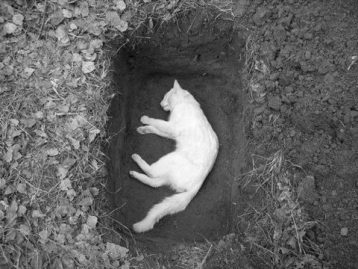Par Quoi Remplacer La Chaux Pour Enterrer Un Animal